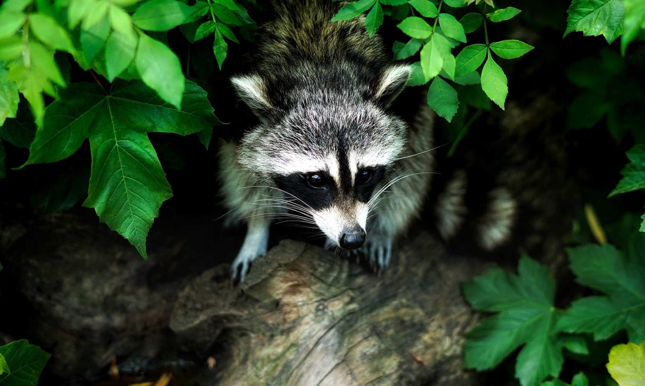 MyGUST – Home for all GUST students